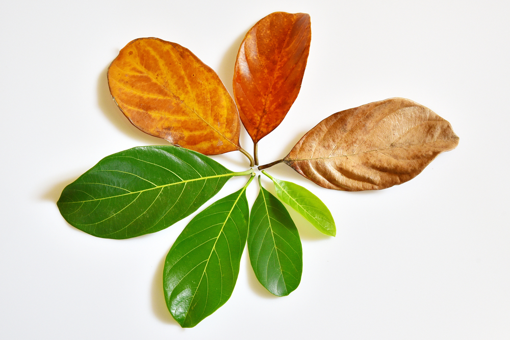 Pros and Cons of the TSP Lifecycle Funds - DailyFED